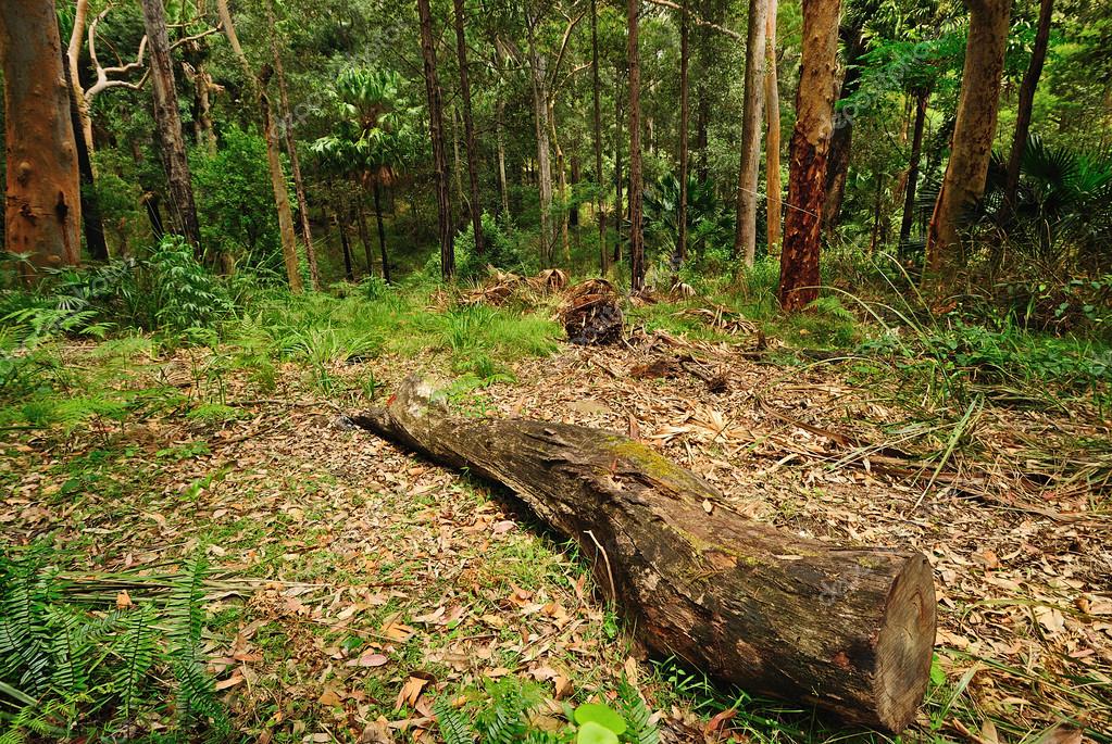 Australian forest Stock Photo by ©antongorlin 73462191