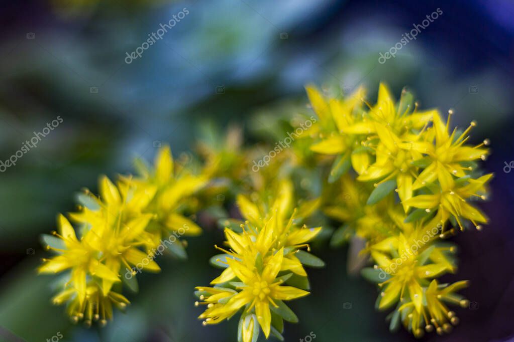 Sedum acre flor amarilla más conocido como oro musgo stonecrop, musgoso ...