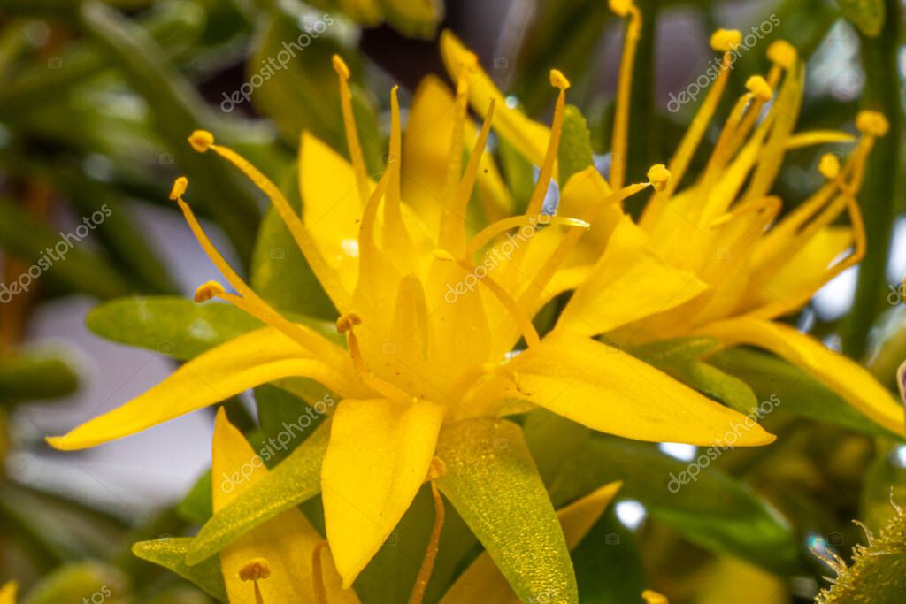 Sedum acre flor amarilla más conocido como oro musgo stonecrop, musgoso ...