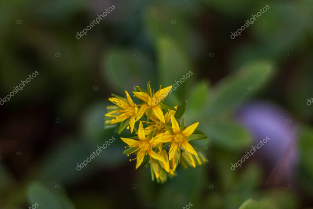 Sedum acre flor amarilla más conocido como oro musgo stonecrop, musgoso ...