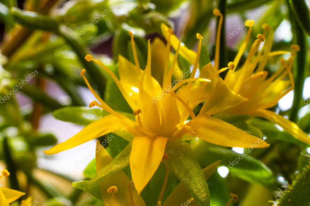 Sedum acre flor amarilla más conocido como oro musgo stonecrop, musgoso ...