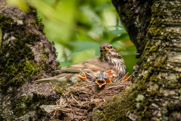 Mutter und kind vogel Stockfotos, lizenzfreie Mutter und kind vogel ...