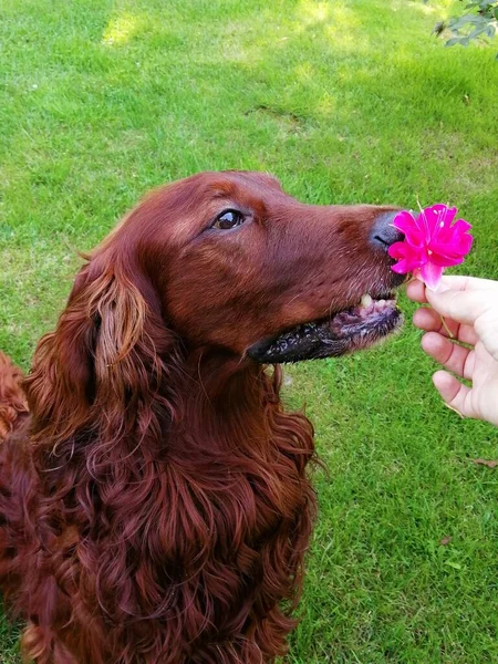 Charming dog with a flower. A sitting beautiful Irish setter sniffs ...