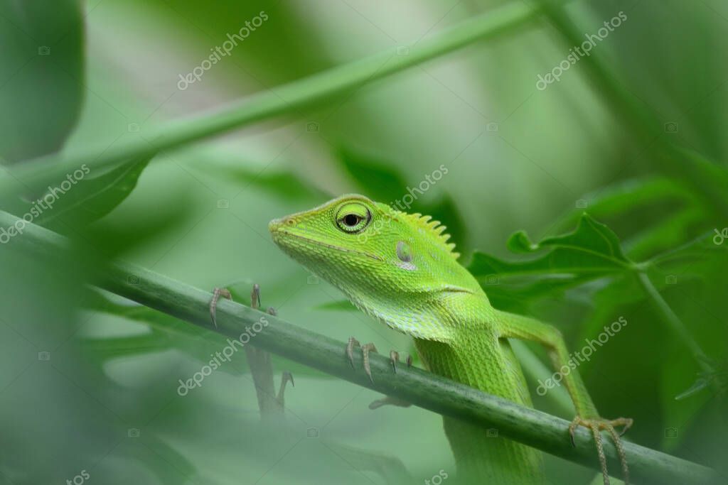 Bronchocela jubata es una especie de lagarto de la familia Asteraceae. 2022