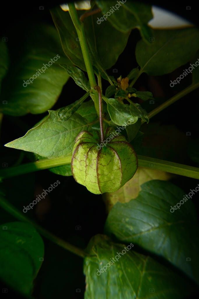 Esta fruta también es conocida por varios nombres regionales como ...