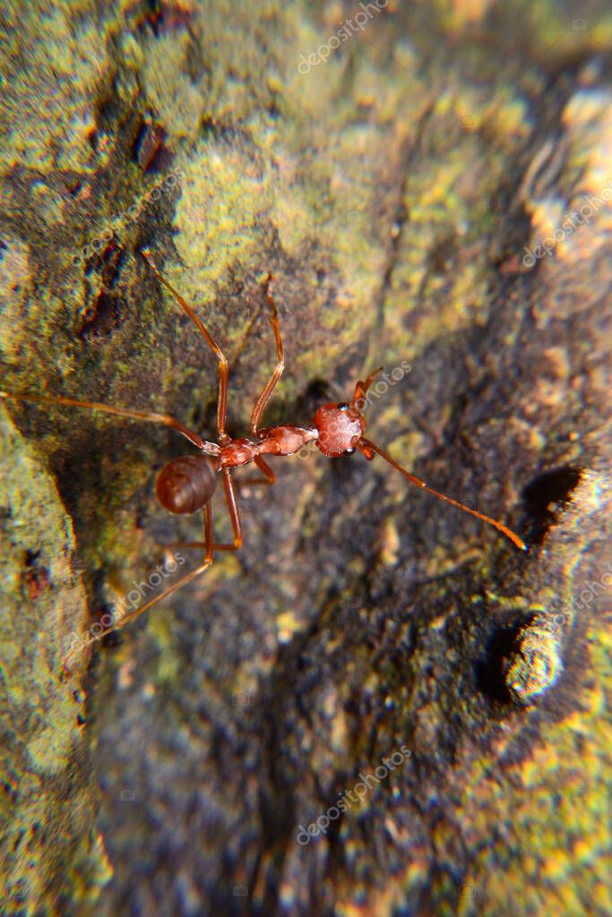 Hormigas tejedoras o verdes. Las hormigas tejedoras viven en los ...