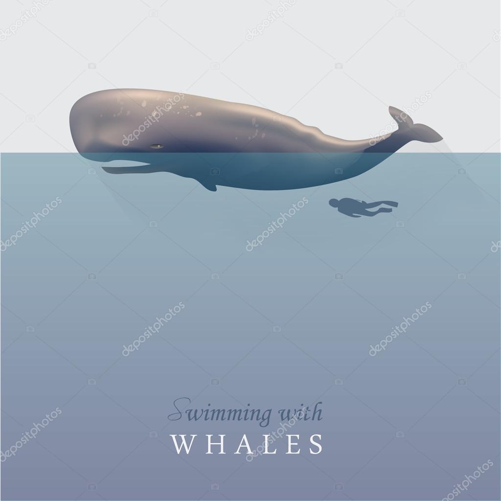 Sperm Whale Vector