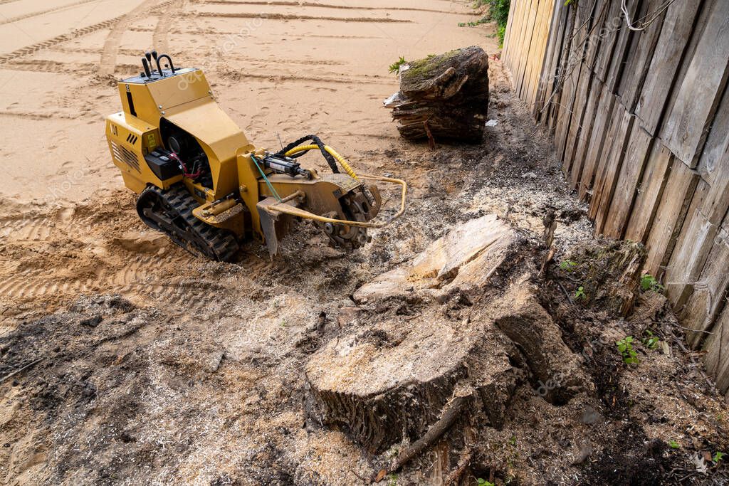 El proceso de eliminación de un tocón de árbol donde la cabeza ...
