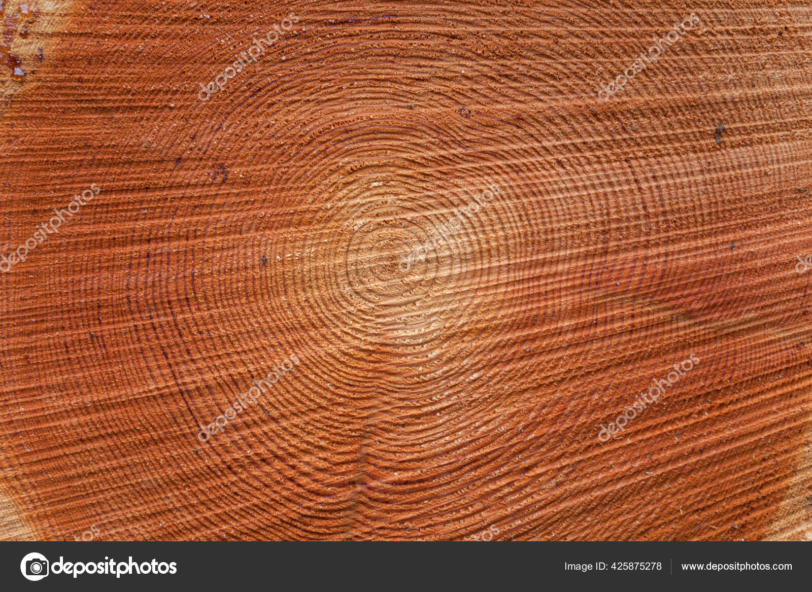 Cross Section Aged Pine Tree — Stock Photo © tonellophotography #425875278