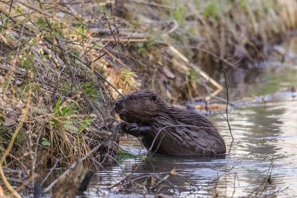 Un castor mojado se sienta en el agua a la orilla de un arroyo y roe ...