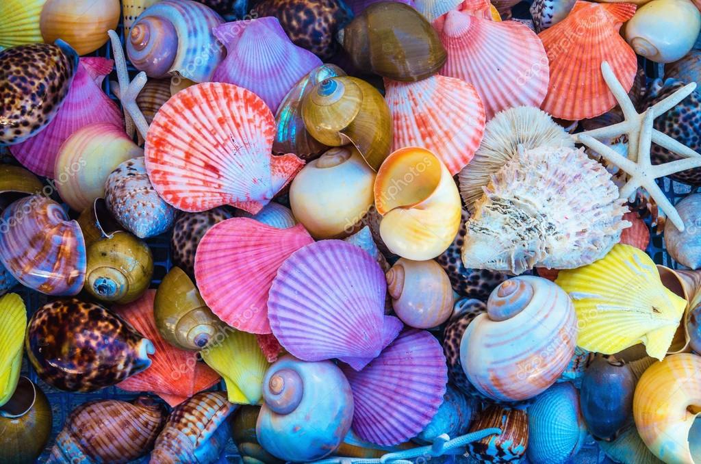 Beautiful Sea Shells