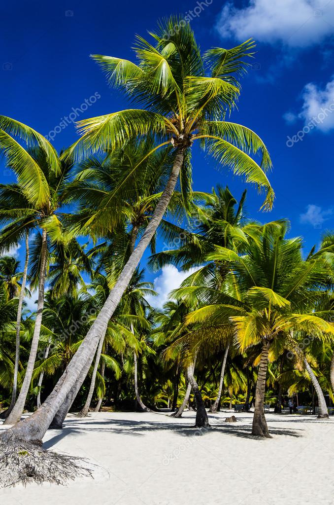 Caribbean beach with exotic palm trees — Stock Photo © ankamonika #72834337
