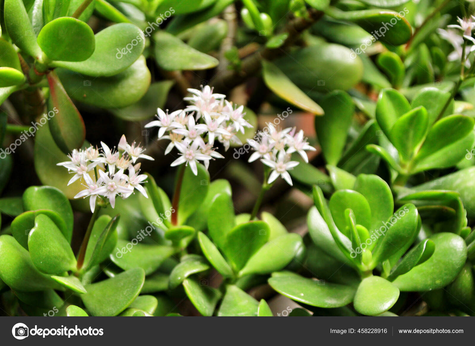 Crassula Ovata Flower
