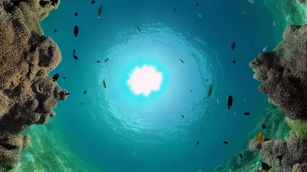 Manantial submarino Stock Photos, Royalty Free Manantial submarino ...