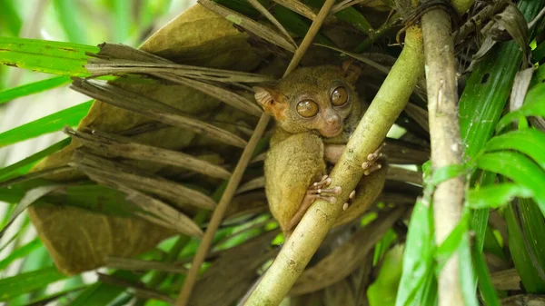 Tarsius Filipina lucu, Tarsius Syrichta. Bohol Filipina — Foto Stok ...