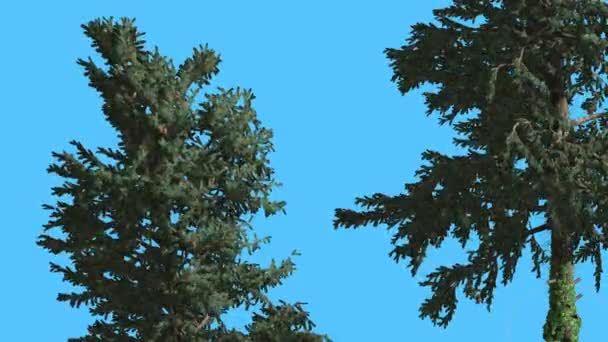 25 Spłaszczone liści Videos, Royalty-free Stock Spłaszczone liści ...