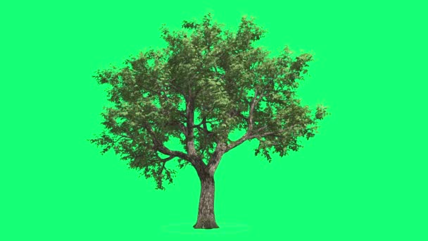 3d summer tree Stock Photo by ©auriso 2547044