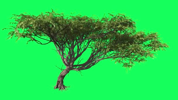 Cypress Oak Chromakey Green Tree Chroma Key Alfa Green Background Fall ...