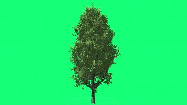 Cypress Oak Chromakey Green Tree Chroma Key Alfa Green Background ...