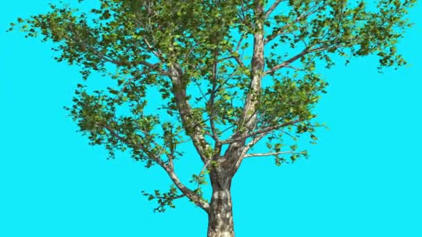 8,881 vídeos de Green screen tree libres de derechos | Depositphotos