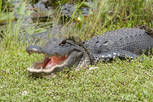 Gator open mouth Stock Photos, Royalty Free Gator open mouth Images ...