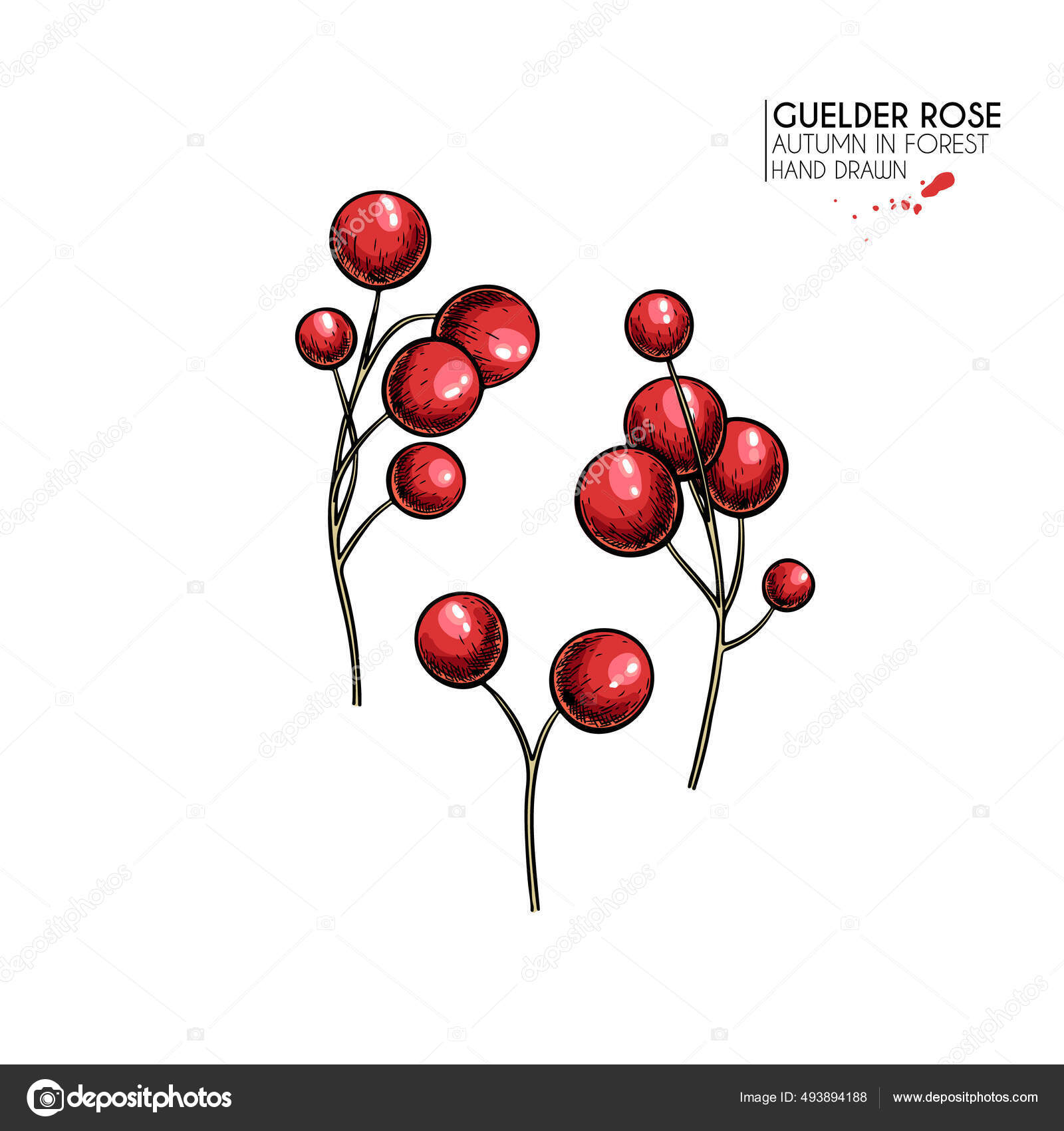 Guelder Rose Drawing