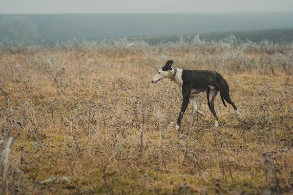 Greyhound breed dog while hunting outdoors Stock Photo by ...