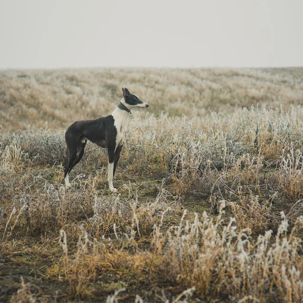 Greyhound breed dog while hunting outdoors Stock Photo by ...