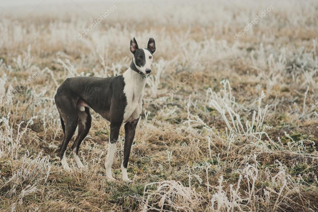 Greyhound breed dog while hunting outdoors Stock Photo by ...