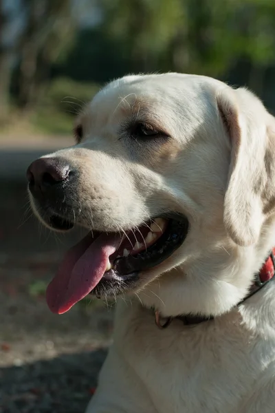 Heureux chien labrador Stock Photos, Royalty Free Heureux chien ...