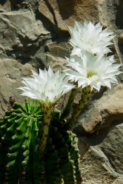 White flower cactus Stock Photos, Royalty Free White flower cactus ...