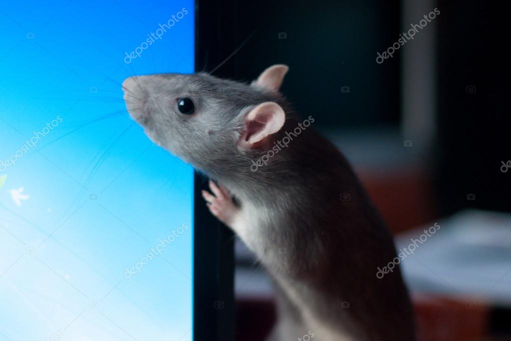 Beautiful gray rat — Stock Photo © Mikhasik #122620432