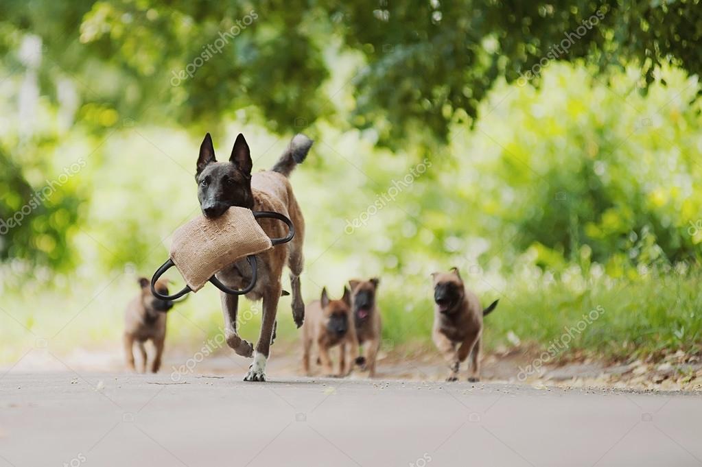 Are Belgian Malinois Used For Dog Fighting