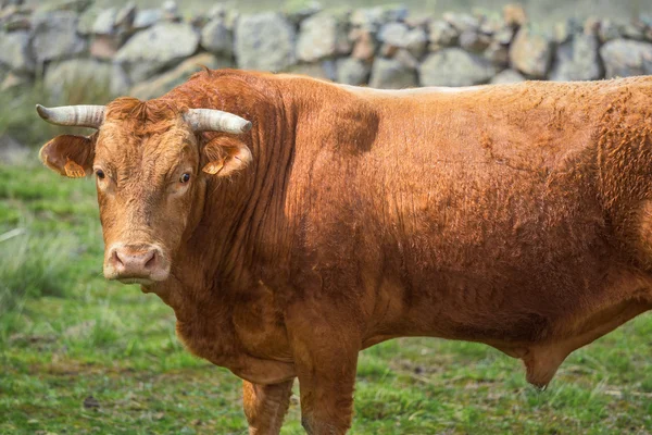 A Carnotaurus Dinosaur Duel, Meat Eating Bulls — Stock Photo © neilld ...