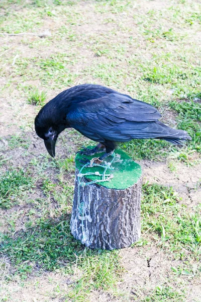 Raven perched Stock Photos, Royalty Free Raven perched Images ...