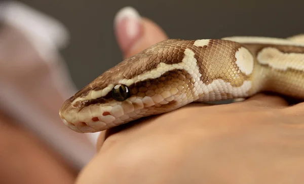 Model with snake Stock Photos, Royalty Free Model with snake Images ...