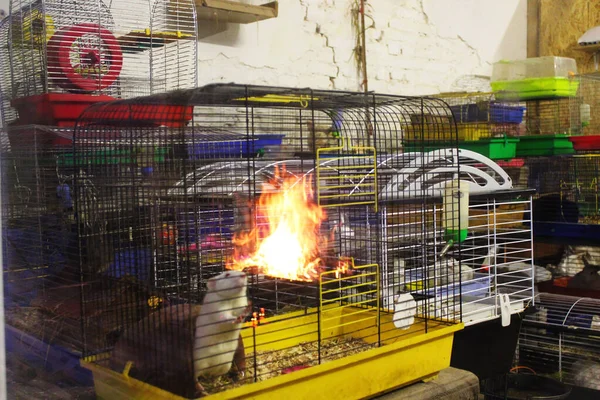 586 Fire cage Stock Photos, Images | Download Fire cage Pictures on ...