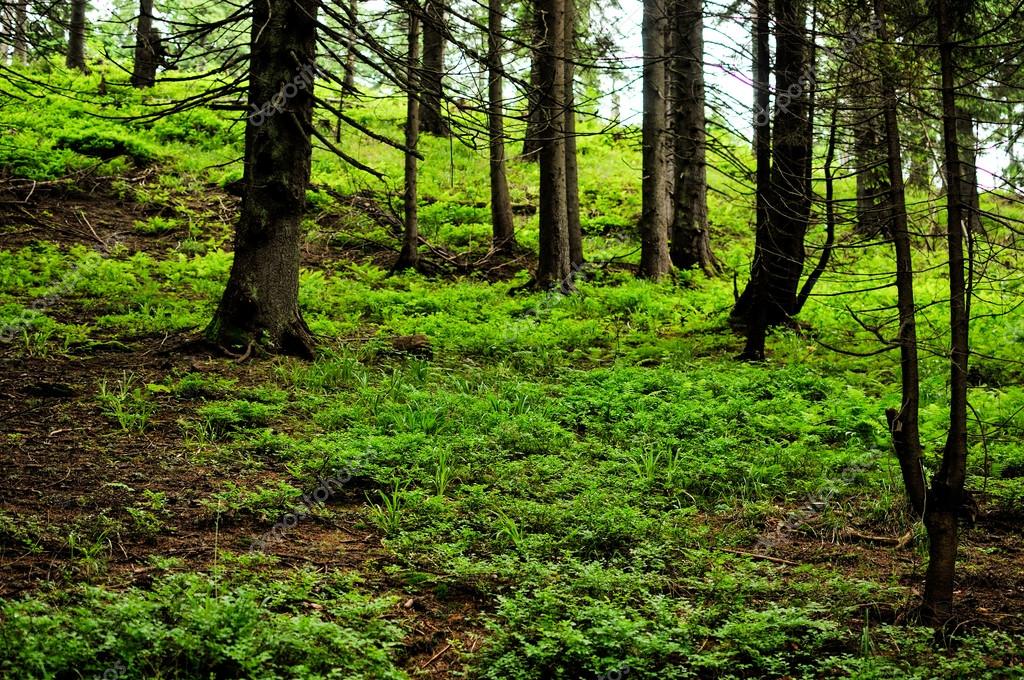 Forest, grass and fir trees — Stock Photo © Pliekhova #78135630