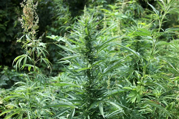 Hemp plants Stock Photos, Royalty Free Hemp plants Images | Depositphotos