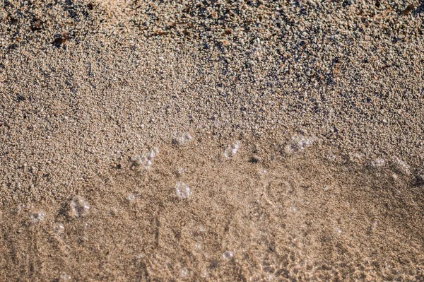 Snapping turtle footprint Stock Photos, Royalty Free Snapping turtle ...