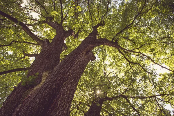 Huge summer tree — Stock Photo © yurizap #114879746