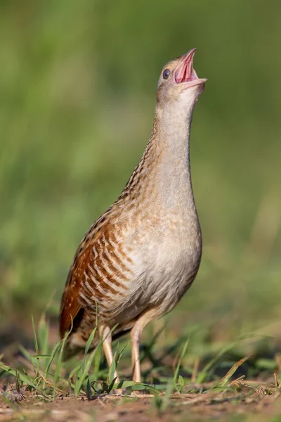 Corncrake Stock Photos, Royalty Free Corncrake Images | Depositphotos®