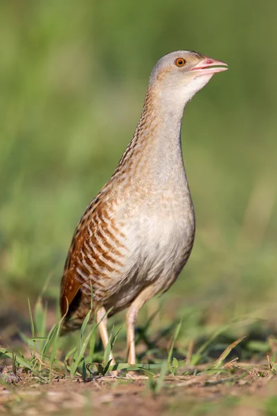 Corncrake Stock Photos, Royalty Free Corncrake Images | Depositphotos®