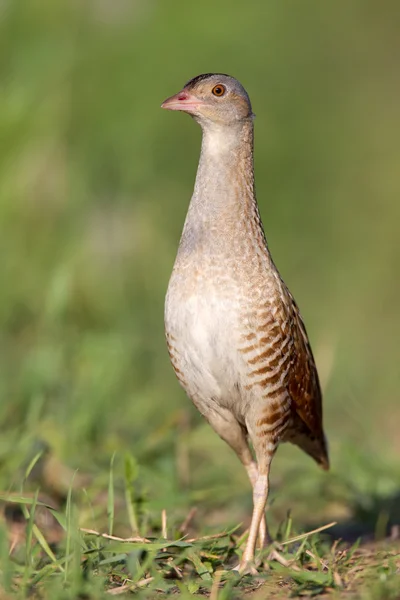 Corncrake Stock Photos, Royalty Free Corncrake Images | Depositphotos®