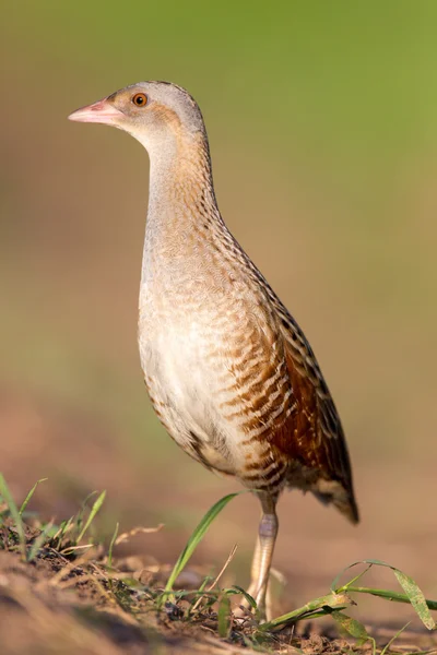 Corncrake Stock Photos, Royalty Free Corncrake Images | Depositphotos®