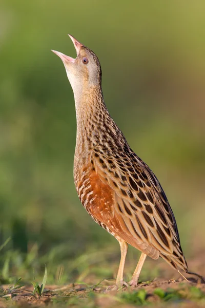 Corncrake Stock Photos, Royalty Free Corncrake Images | Depositphotos®
