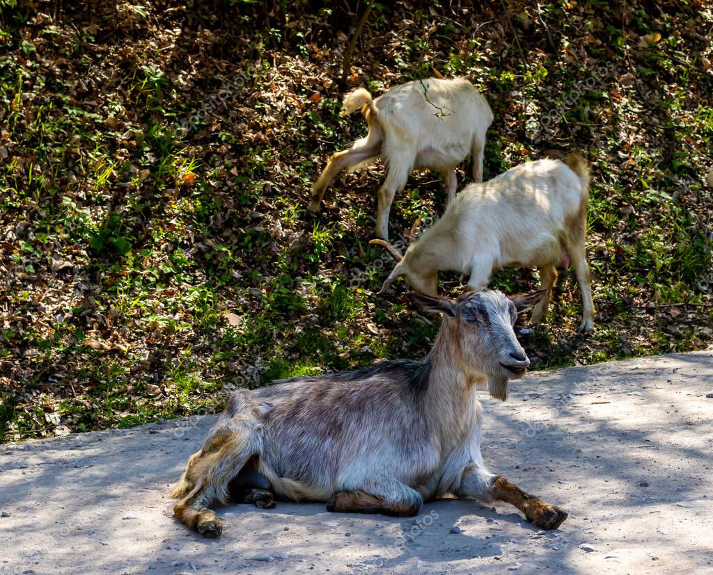 Cabra sentada con los ojos cerrados y riendo, con otras dos cabras ...