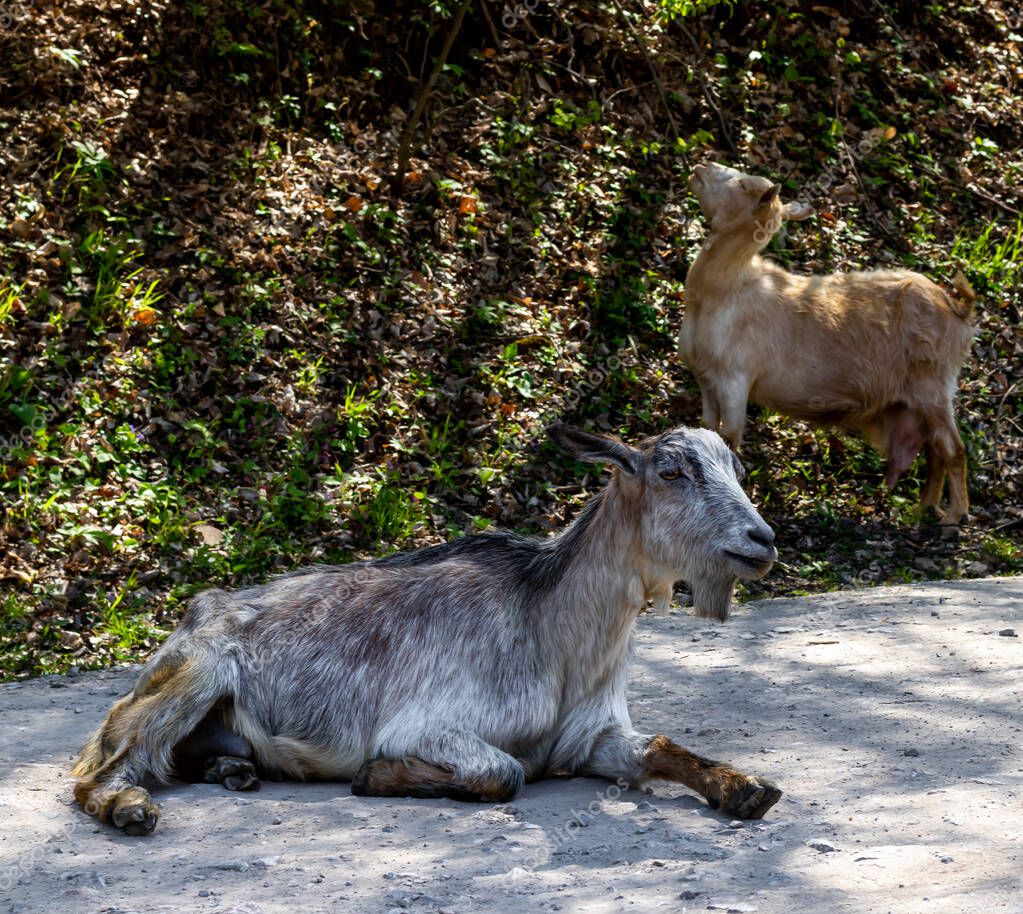 Cabra sentada sorprendida al mirar directamente a la cámara, con otra ...