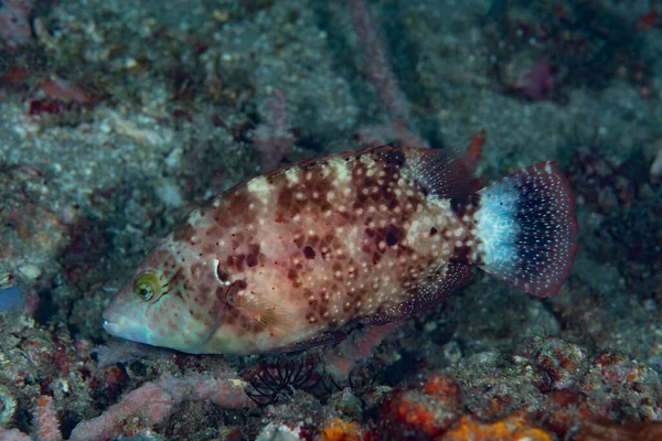 Maori wrasse Stock Photos, Royalty Free Maori wrasse Images | Depositphotos