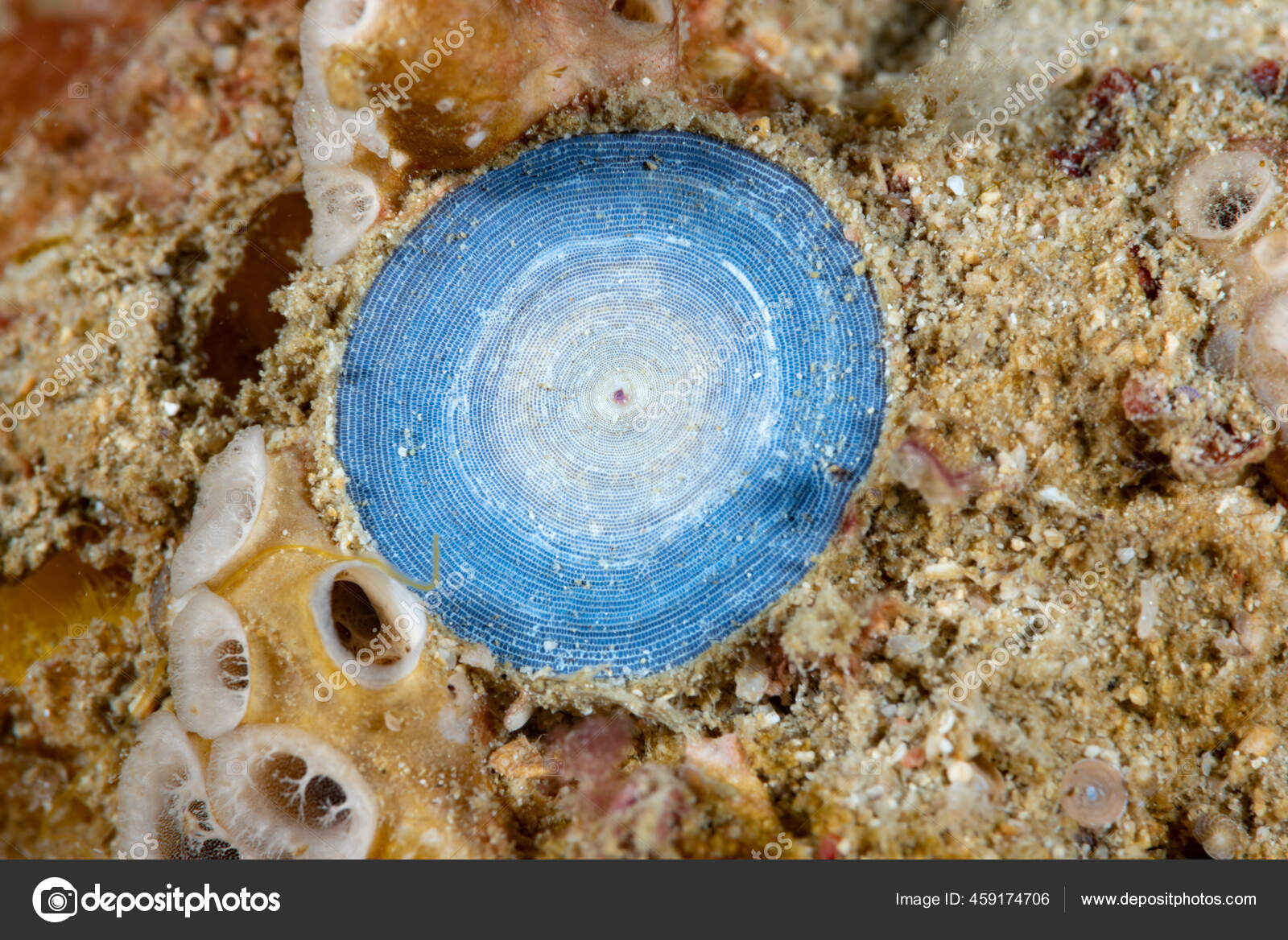 Foraminiferans Live Rock